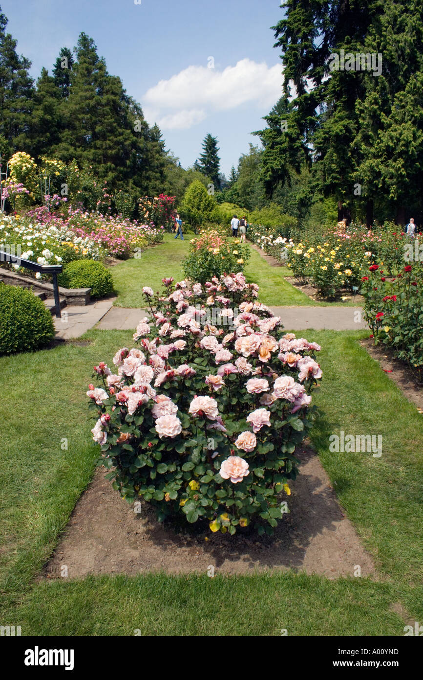The Portland Rose Garden also known as the INTERNATIONAL ROSE TEST ...