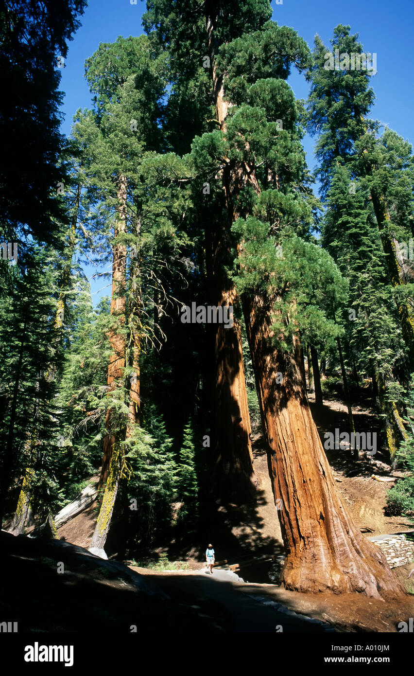 Massive giant tall trees hi-res stock photography and images - Alamy