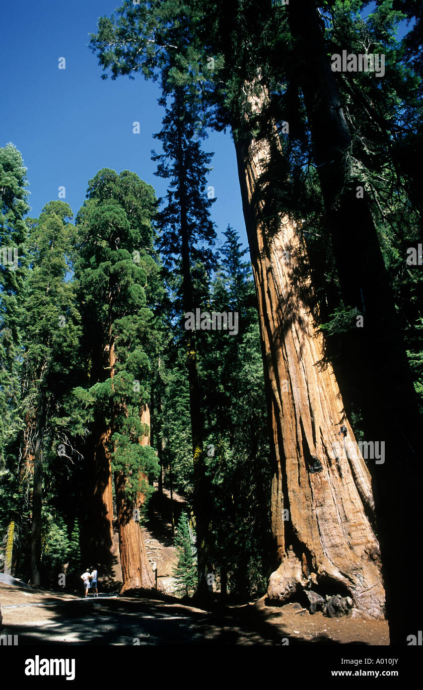 People on footpath with giant sequoia trees Sequoia sempevirens Sequoia ...