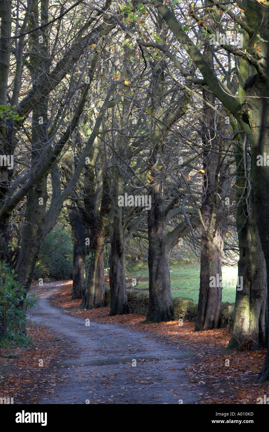 country lane lined with beech trees Stock Photo - Alamy