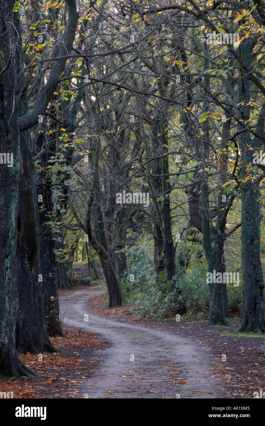 Country lane with trees hi-res stock photography and images - Alamy