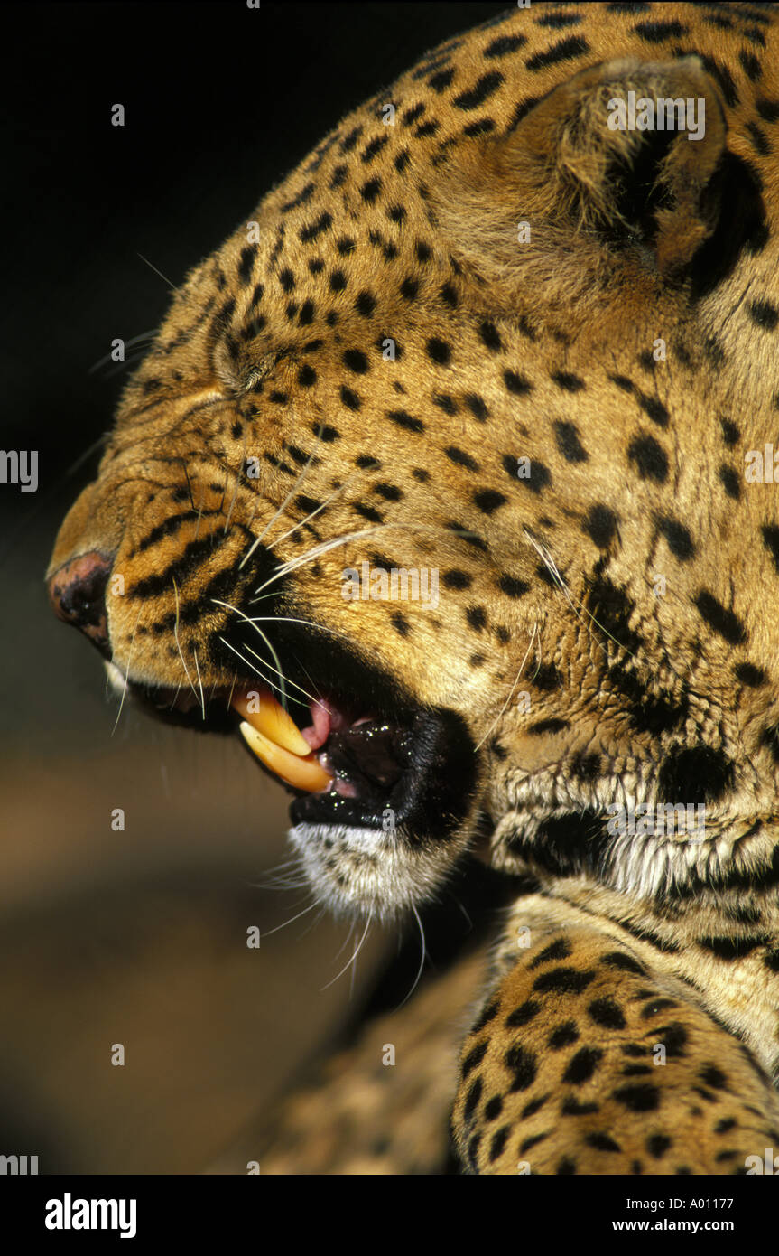 African leopard snarl hi-res stock photography and images - Alamy