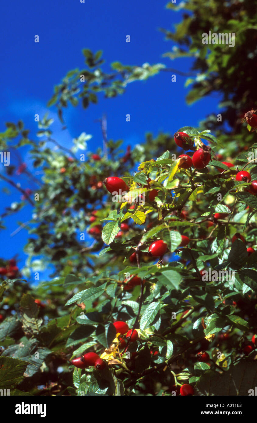Red Rose hips fruit of dog rose Rosa Canina Stock Photo - Alamy