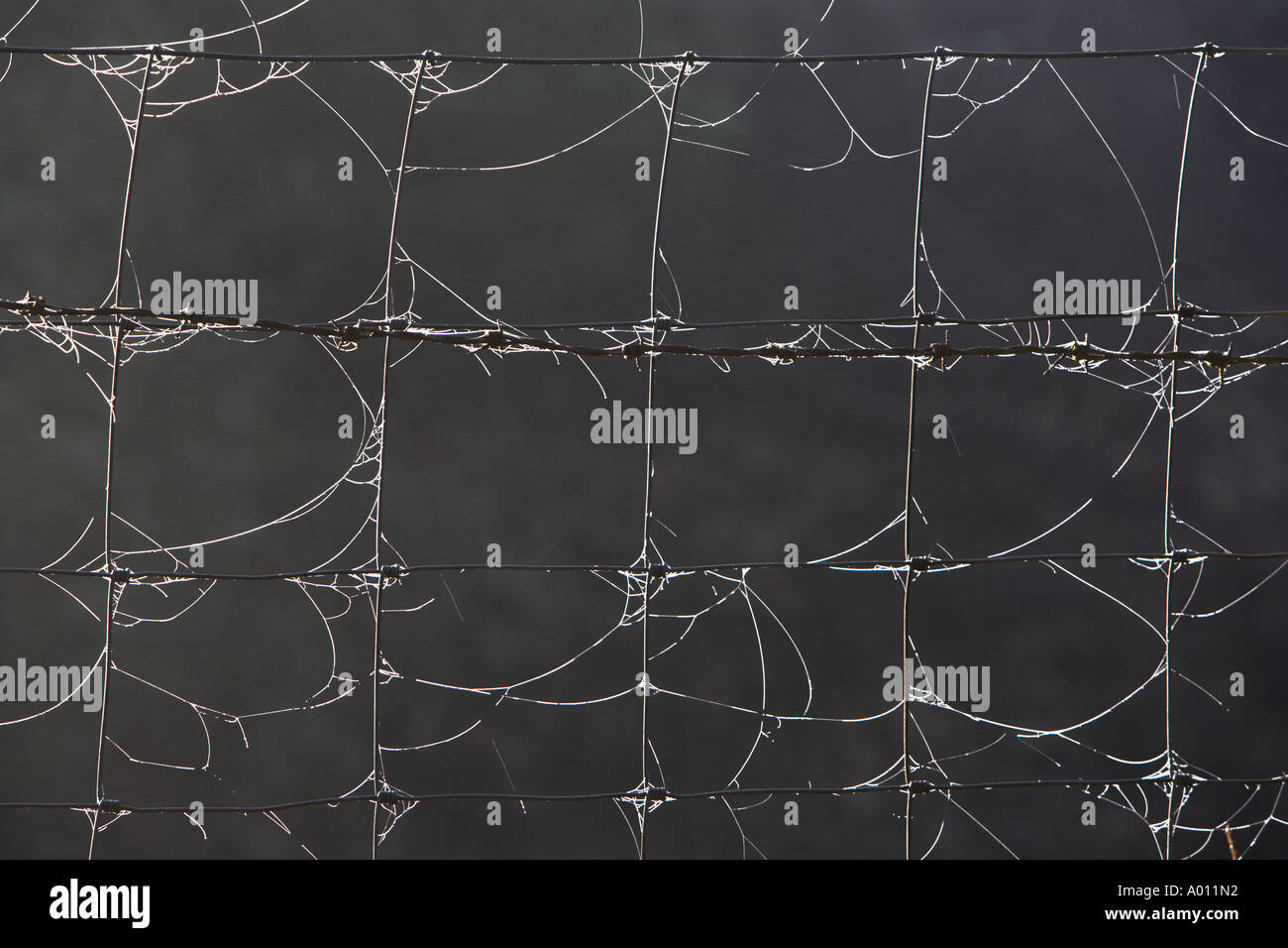 dew laden spiders webs on wire fencing Stock Photo - Alamy