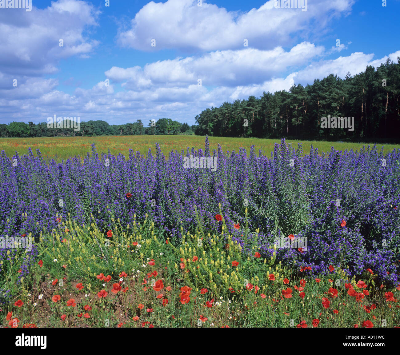 Breckland Wildflowers Norfolk UK July Stock Photo - Alamy