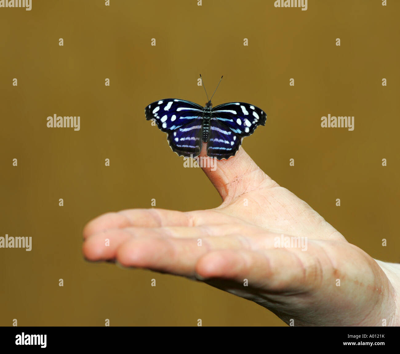Butterfly standing on thumb Stock Photo - Alamy