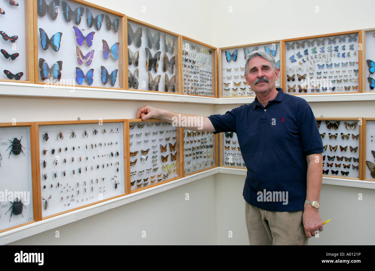 Man with butterfly collection Stock Photo - Alamy