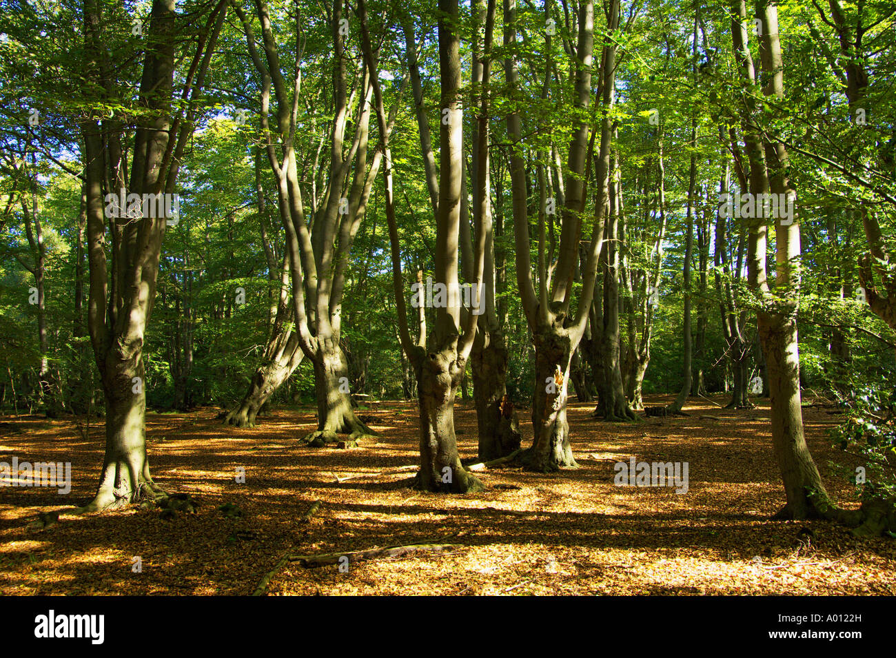 Lofty trees hi-res stock photography and images - Alamy