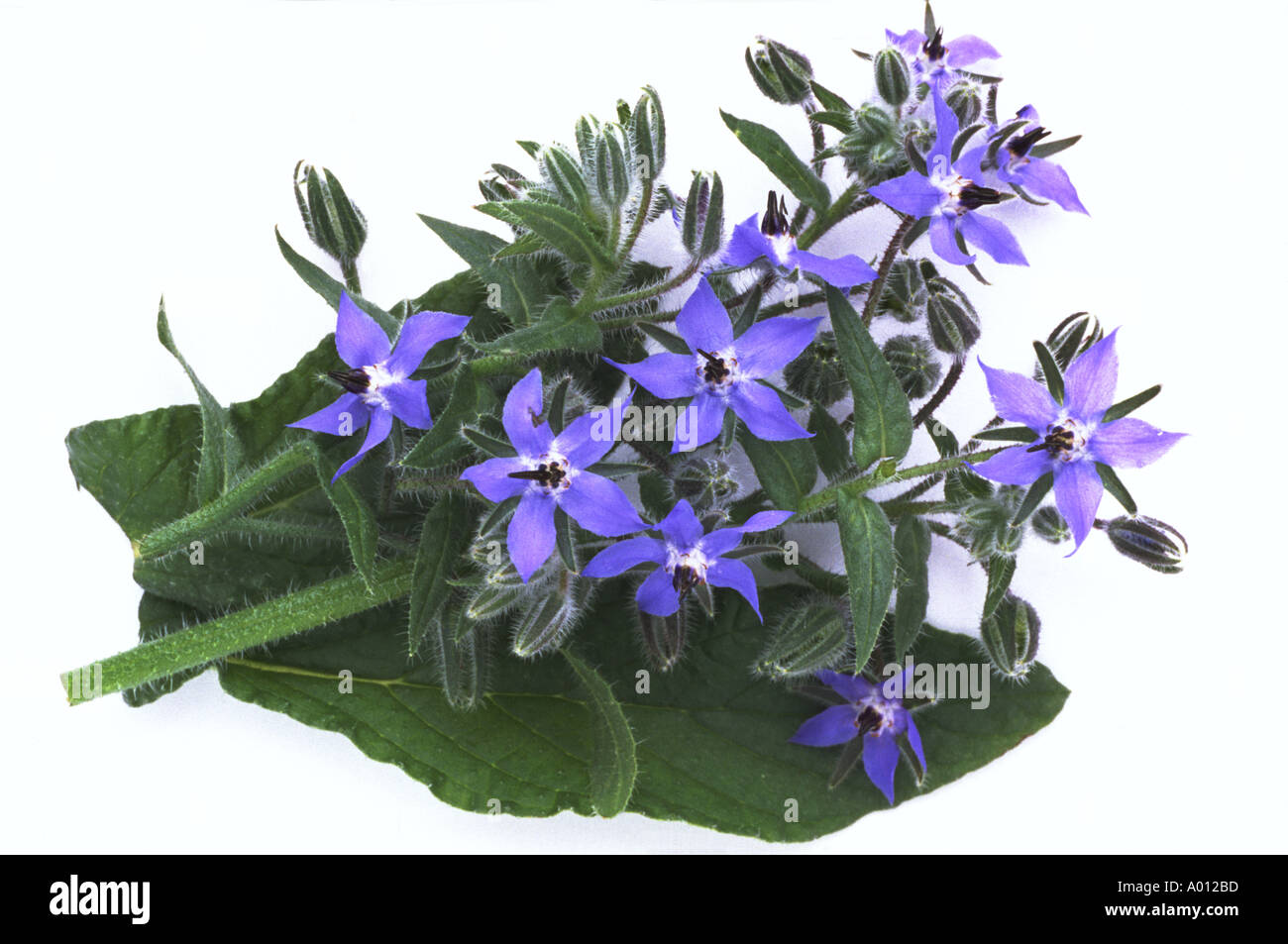Borage borago officinale herb and medicinal plant Stock Photo - Alamy