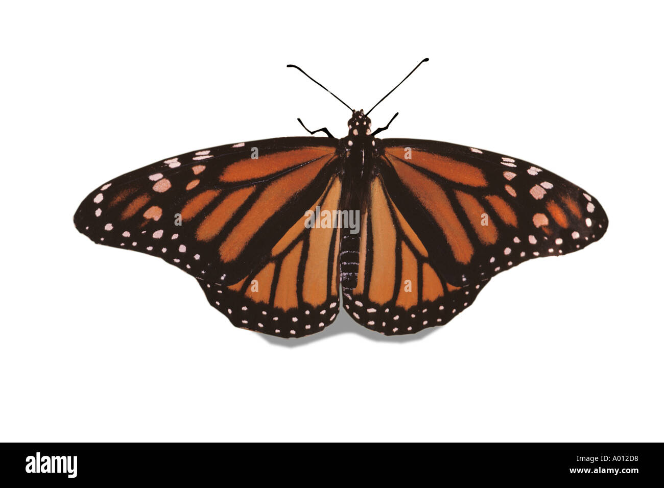 Female Monarch butterfly, Danaus plexippus, with wings outstreatched on ...