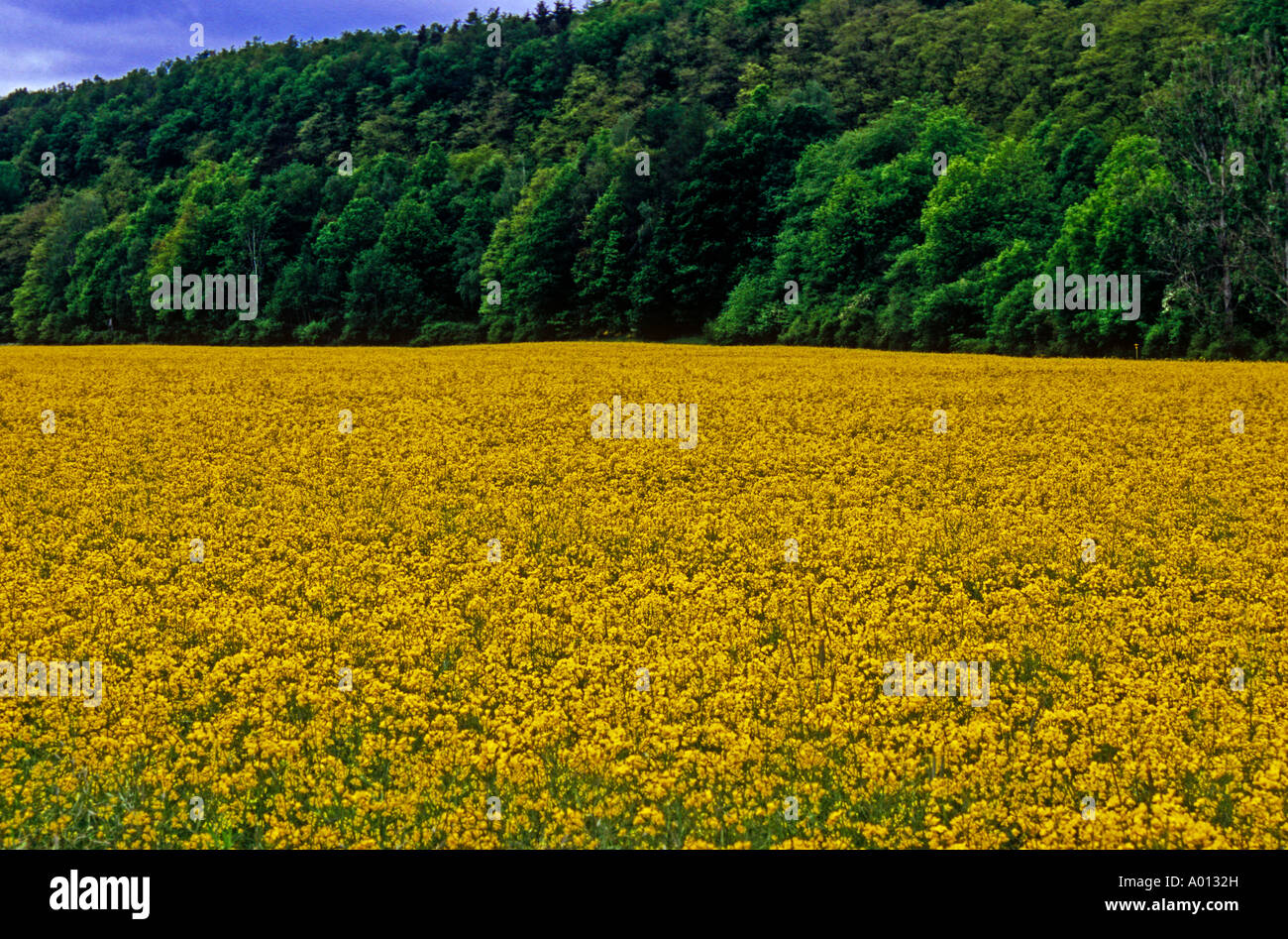 LANDSCAPE THURINGIA GERMANY Stock Photo - Alamy