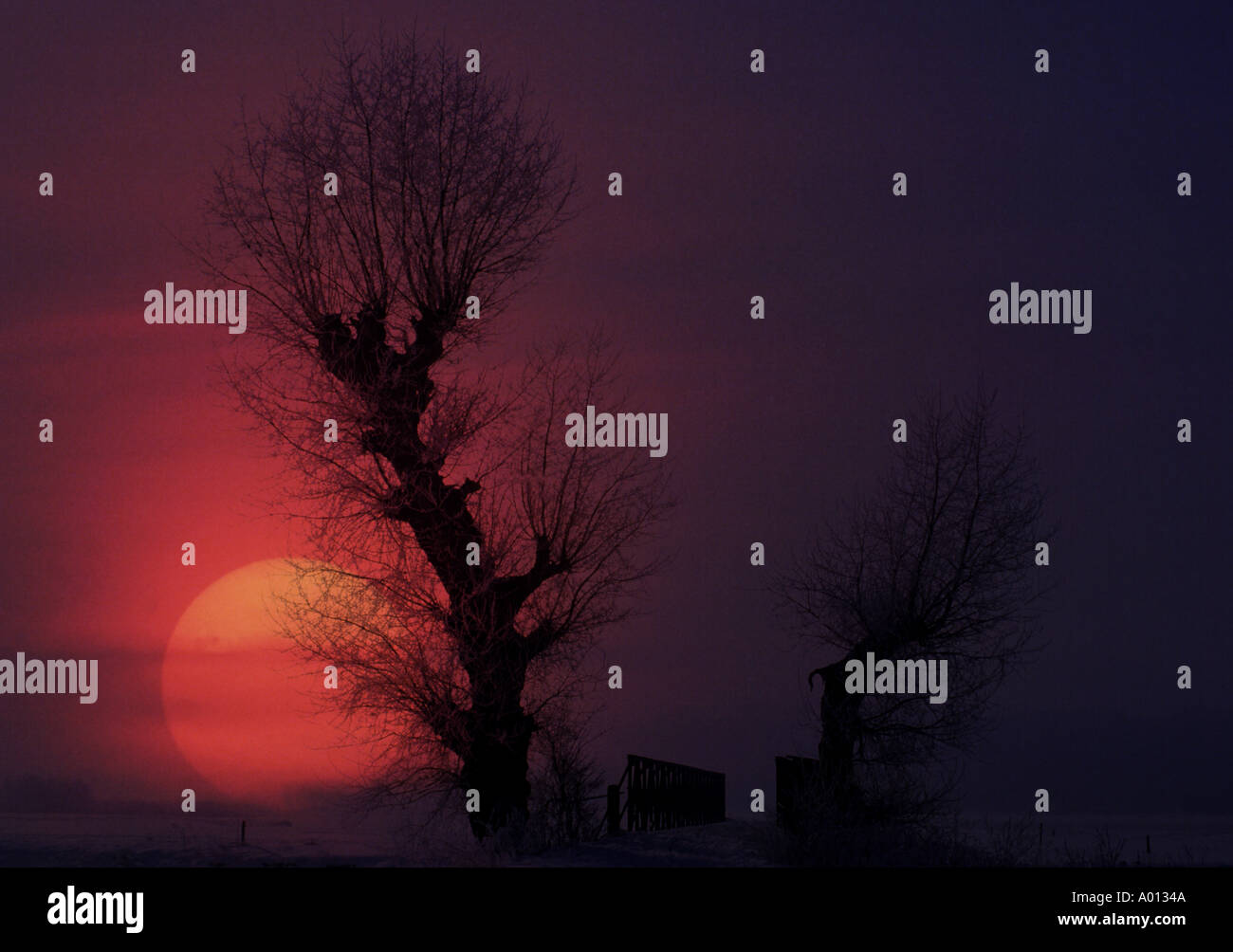 Red willow trees hi-res stock photography and images - Alamy