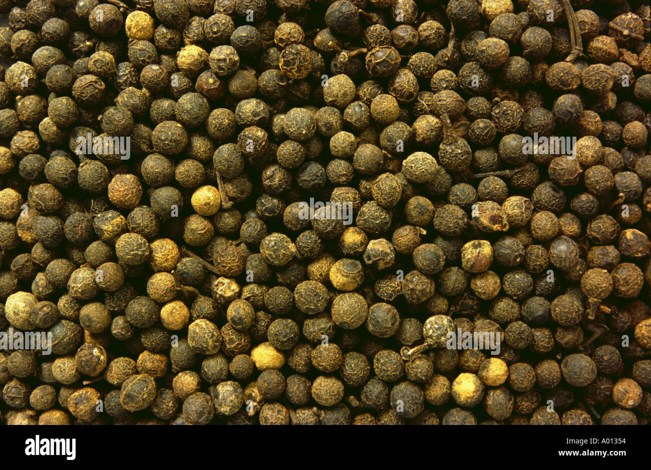 Piper cubeba Cubeba medicinal plant Stock Photo - Alamy
