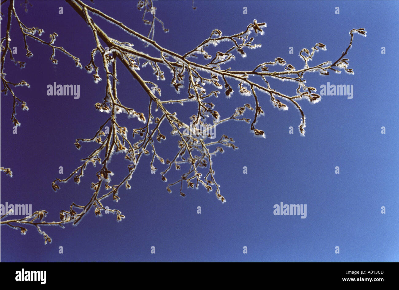 Frost branch hi-res stock photography and images - Alamy