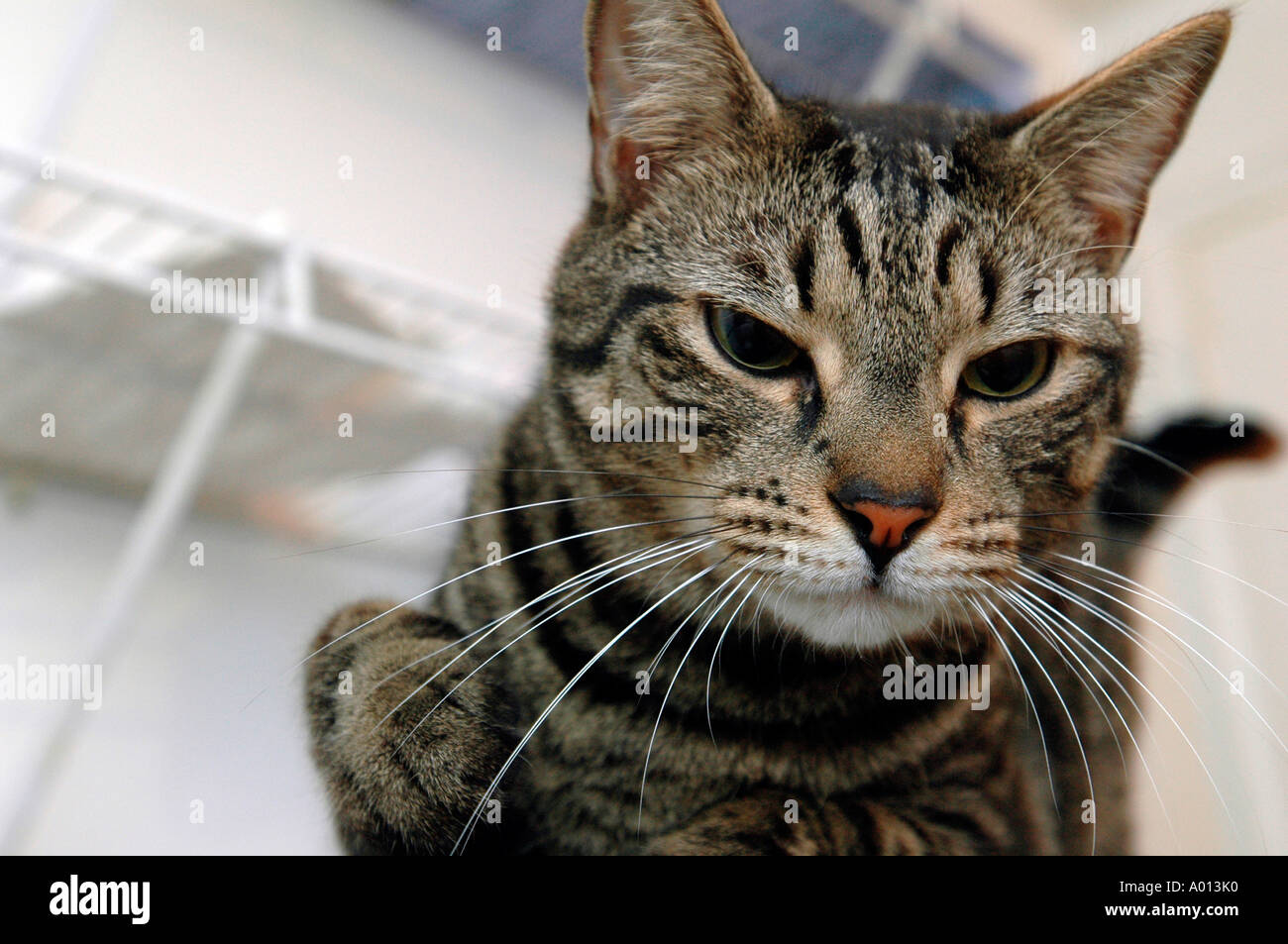 Mutt cats hi-res stock photography and images - Alamy