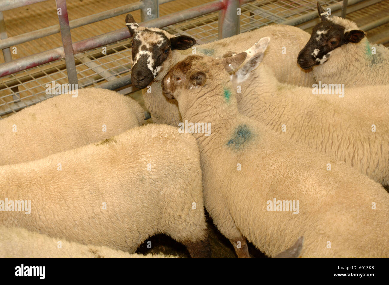 Sheep being sold market hi-res stock photography and images - Alamy