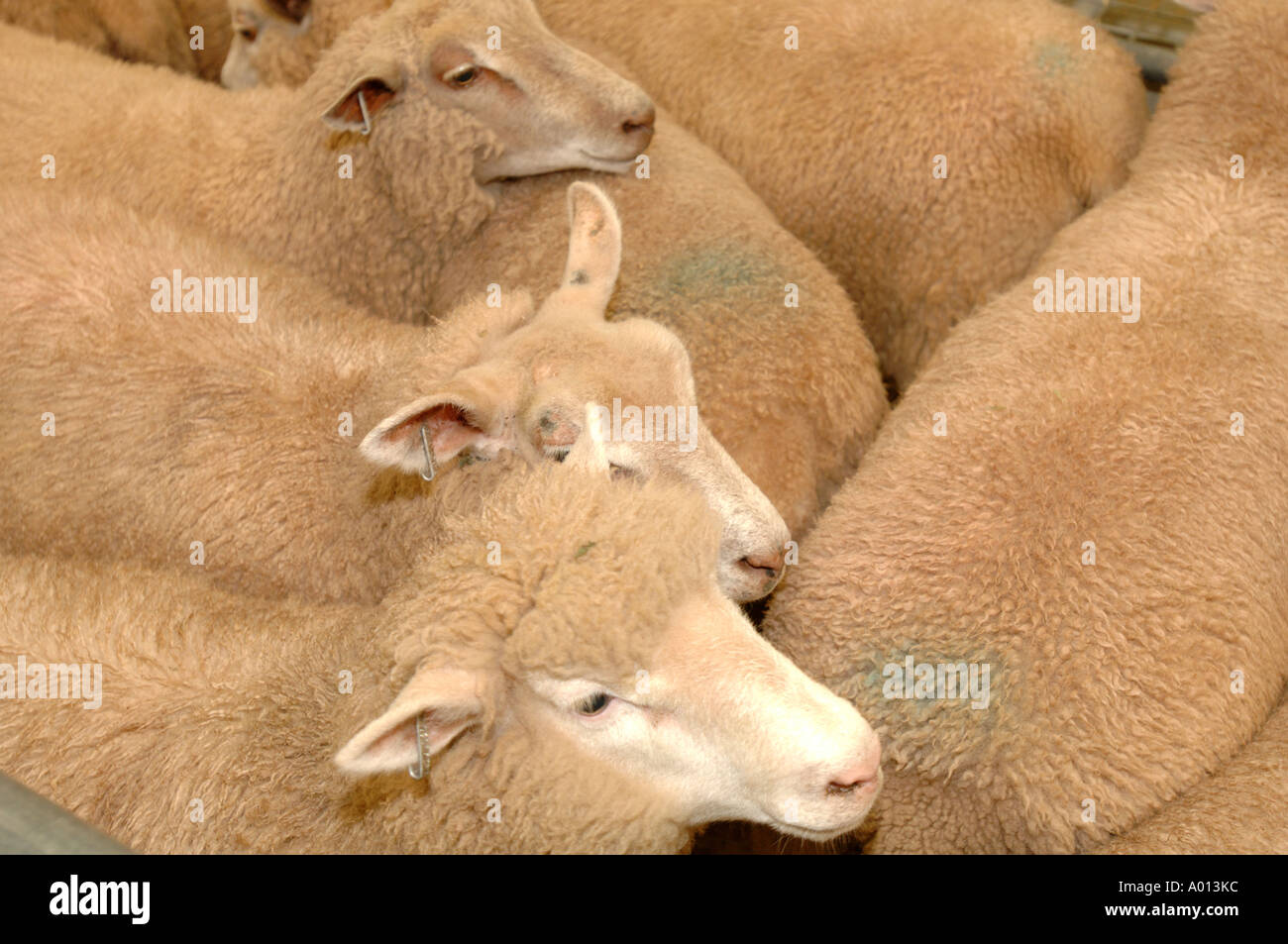 Sheep being sold market hi-res stock photography and images - Alamy
