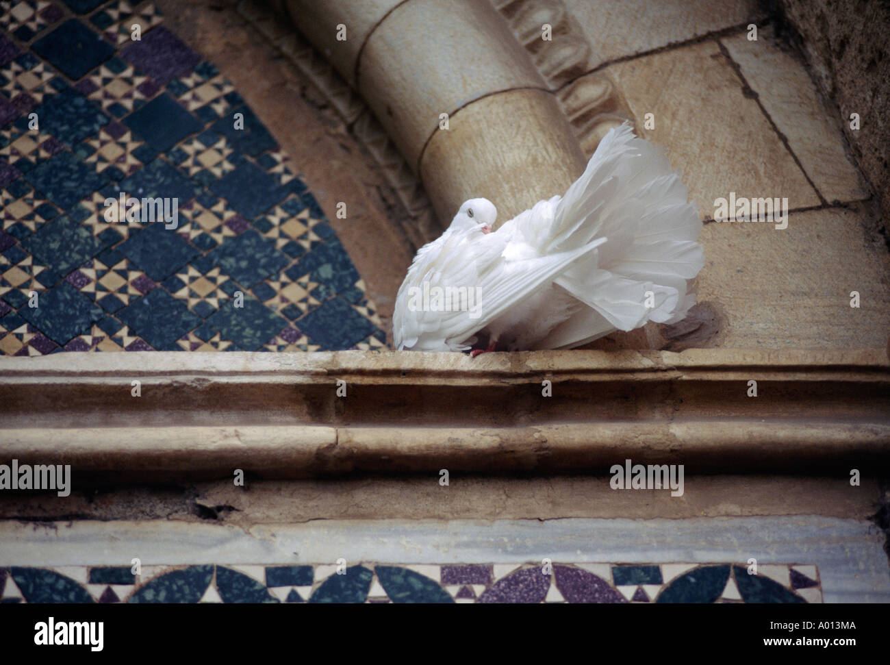 White dove roosting on the Medieval CHURCH OF SANTA MARIA MAGGIORE in ...