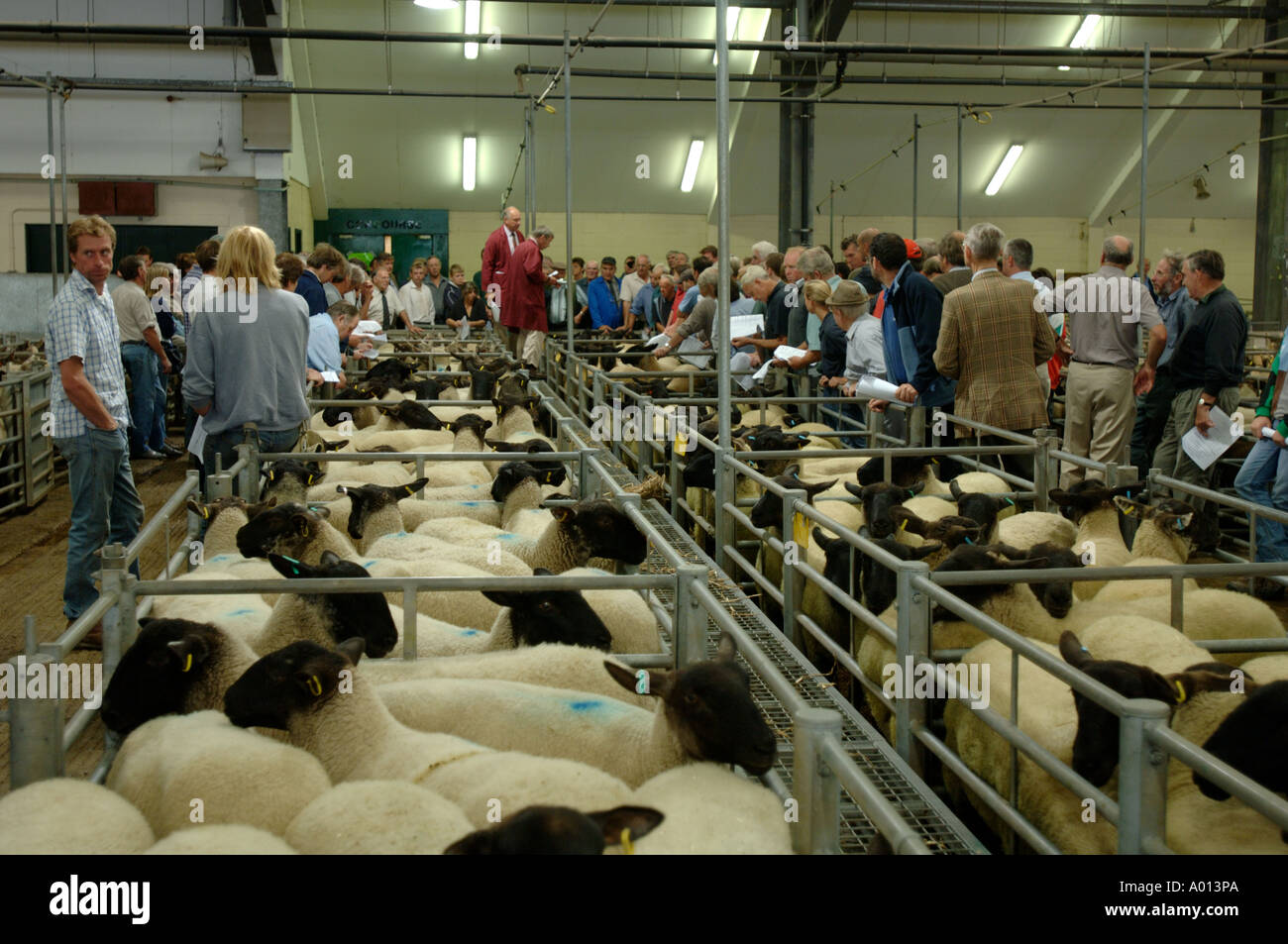 Sheep being sold market hi-res stock photography and images - Alamy