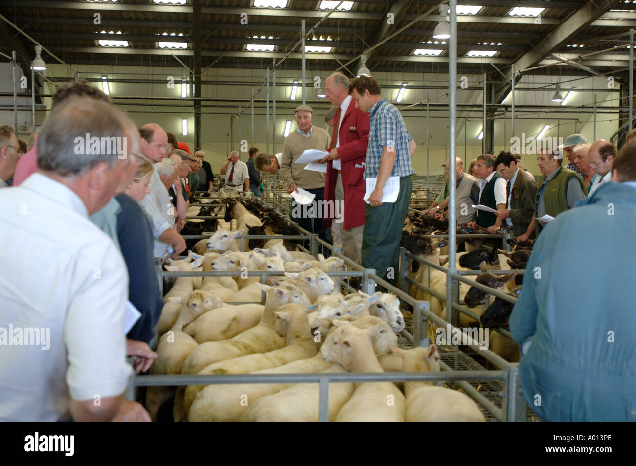 Sheep being sold market hi-res stock photography and images - Alamy