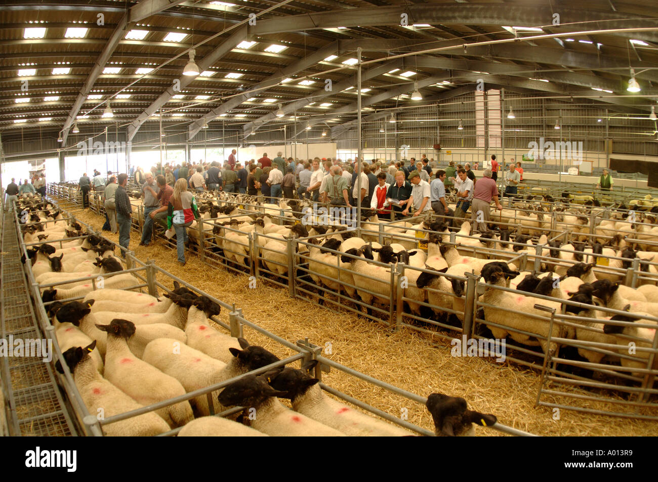 Sheep being sold market hi-res stock photography and images - Alamy