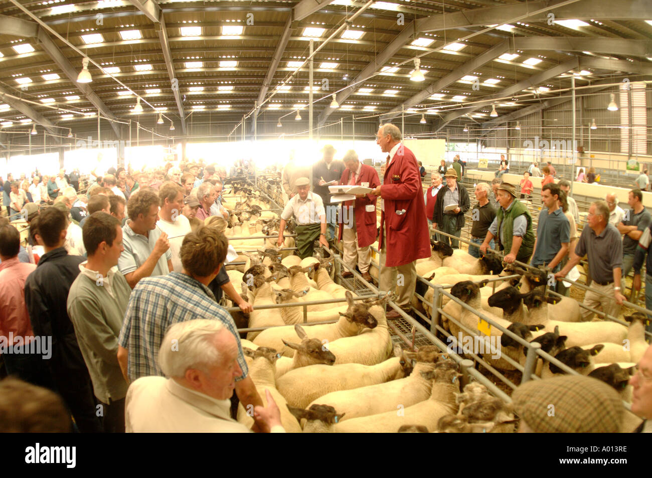 sheep being sold at Exeter market Stock Photo - Alamy