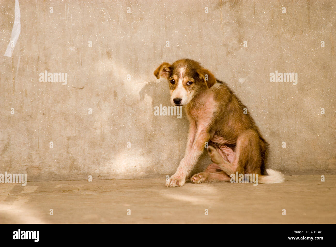 Young poor ill dog in India Stock Photo - Alamy