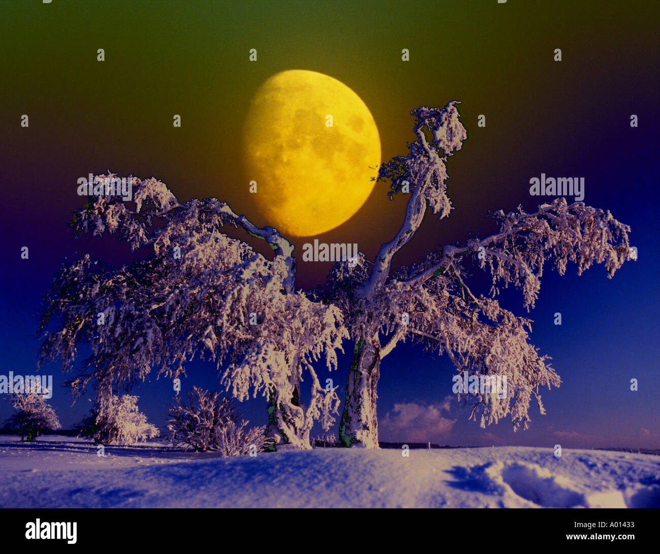 Trees with moon hi-res stock photography and images - Alamy