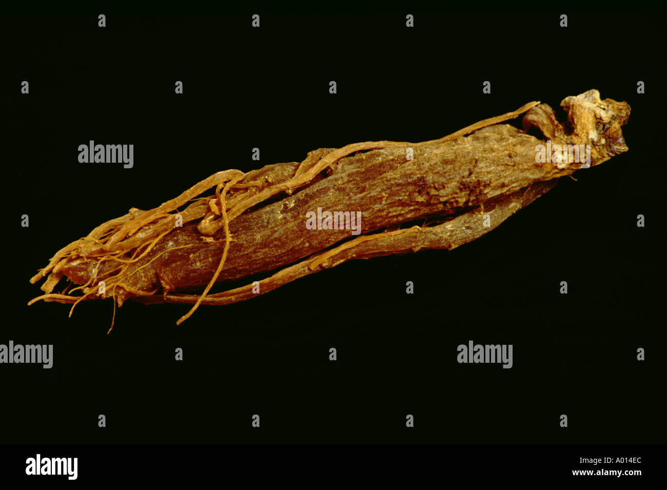 Dry ginseng root panax ginseng chinese medicine medicinal herb Stock ...