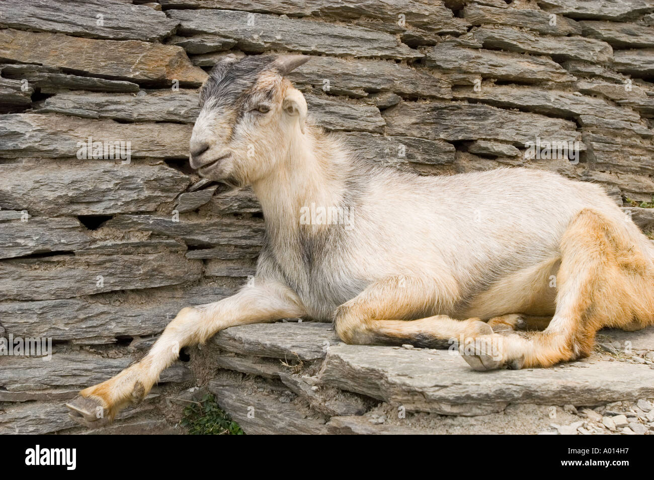 Himalayan goat resting on the rock shelf Himachal Pradesh India Stock ...