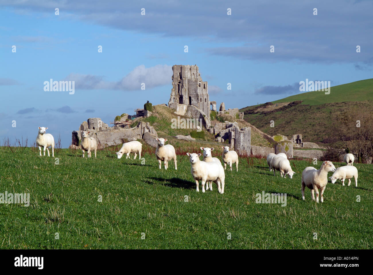Sheep grazing with a backdrop of Corfe Castle Dorset England UK Stock ...