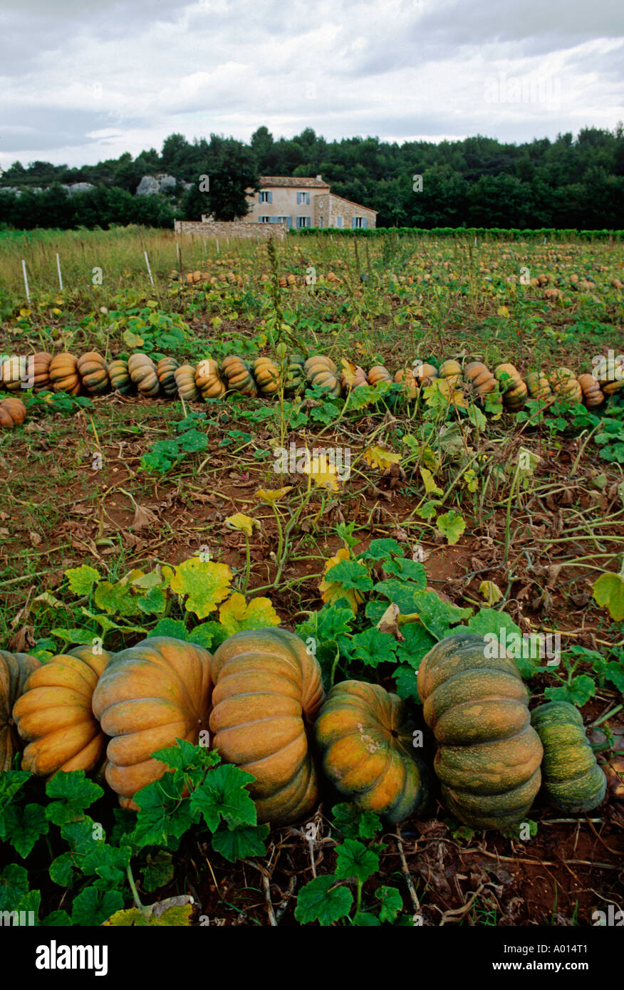 Orange SQUASH in a field PROVENCE FRANCE Stock Photo - Alamy