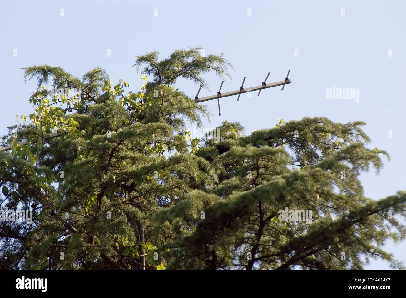 A TV antenna mounted on the tree India, providing television reception ...