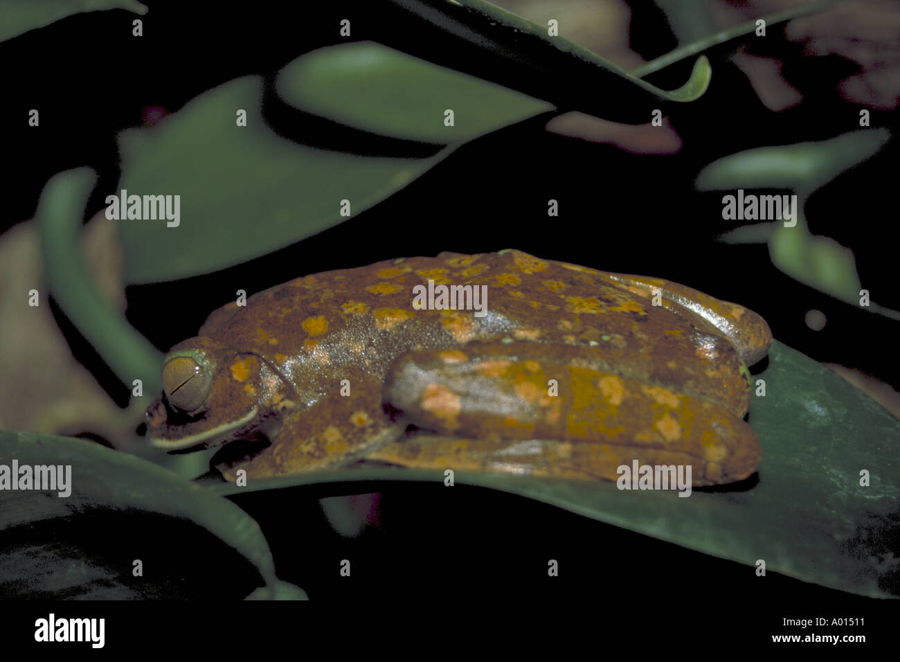 toad asleep on leaf in the rainforest Stock Photo - Alamy