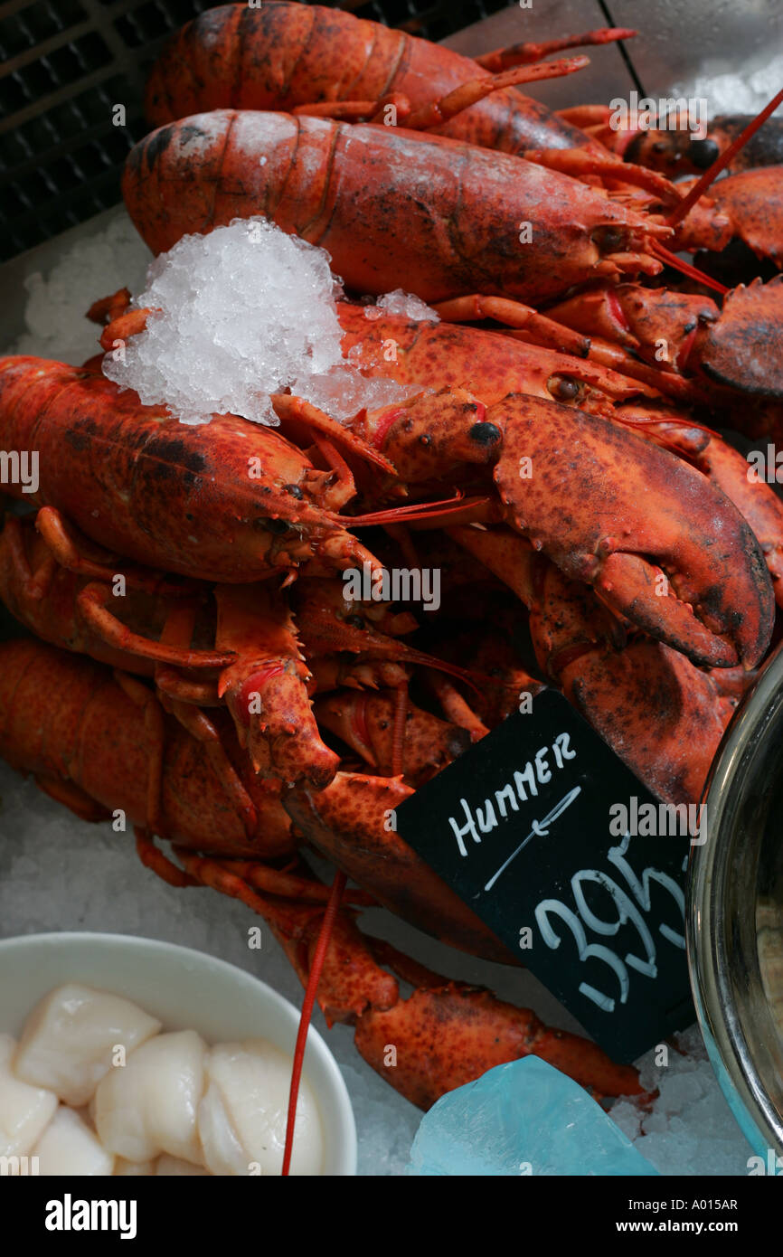 Boiled European lobster in store display Stock Photo - Alamy