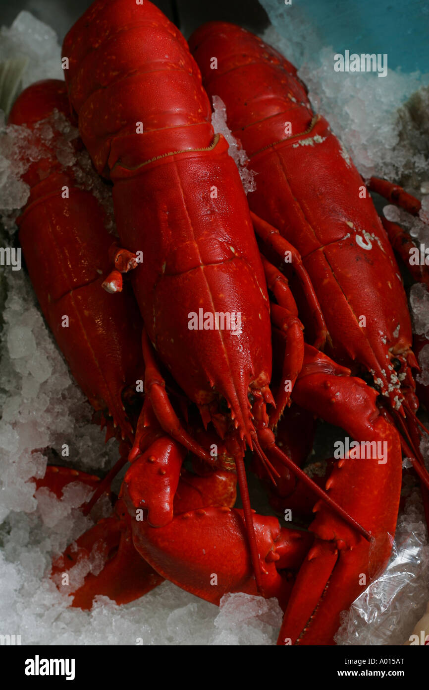 European lobster norway hi-res stock photography and images - Alamy