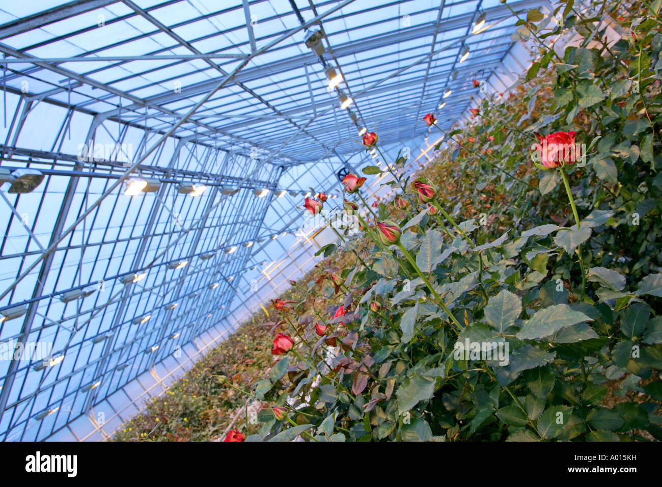 Greenhouse growing roses Stock Photo - Alamy