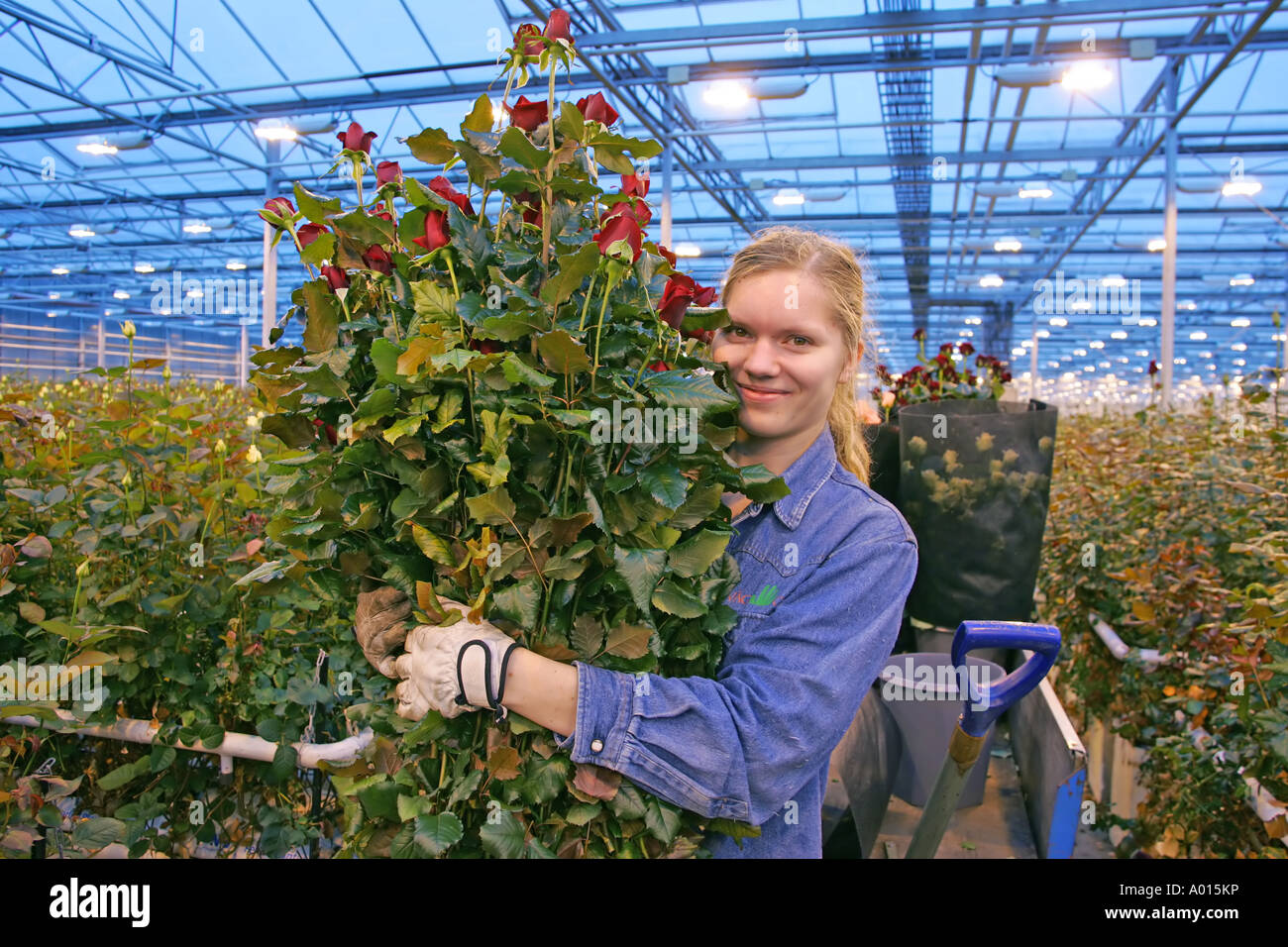 Greenhouse growing roses Stock Photo - Alamy