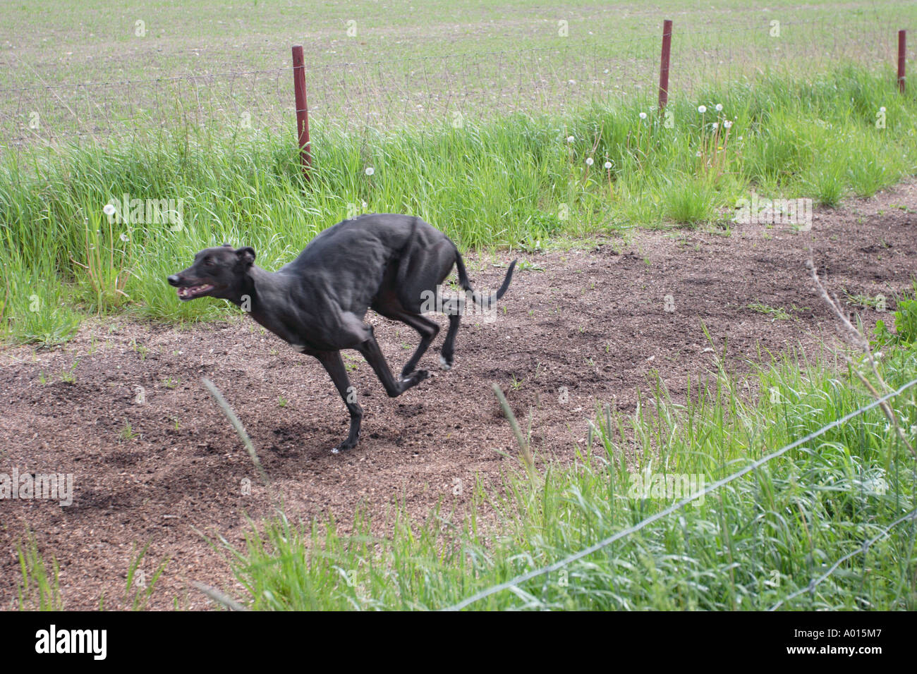 Whippet greyhound hi-res stock photography and images - Alamy