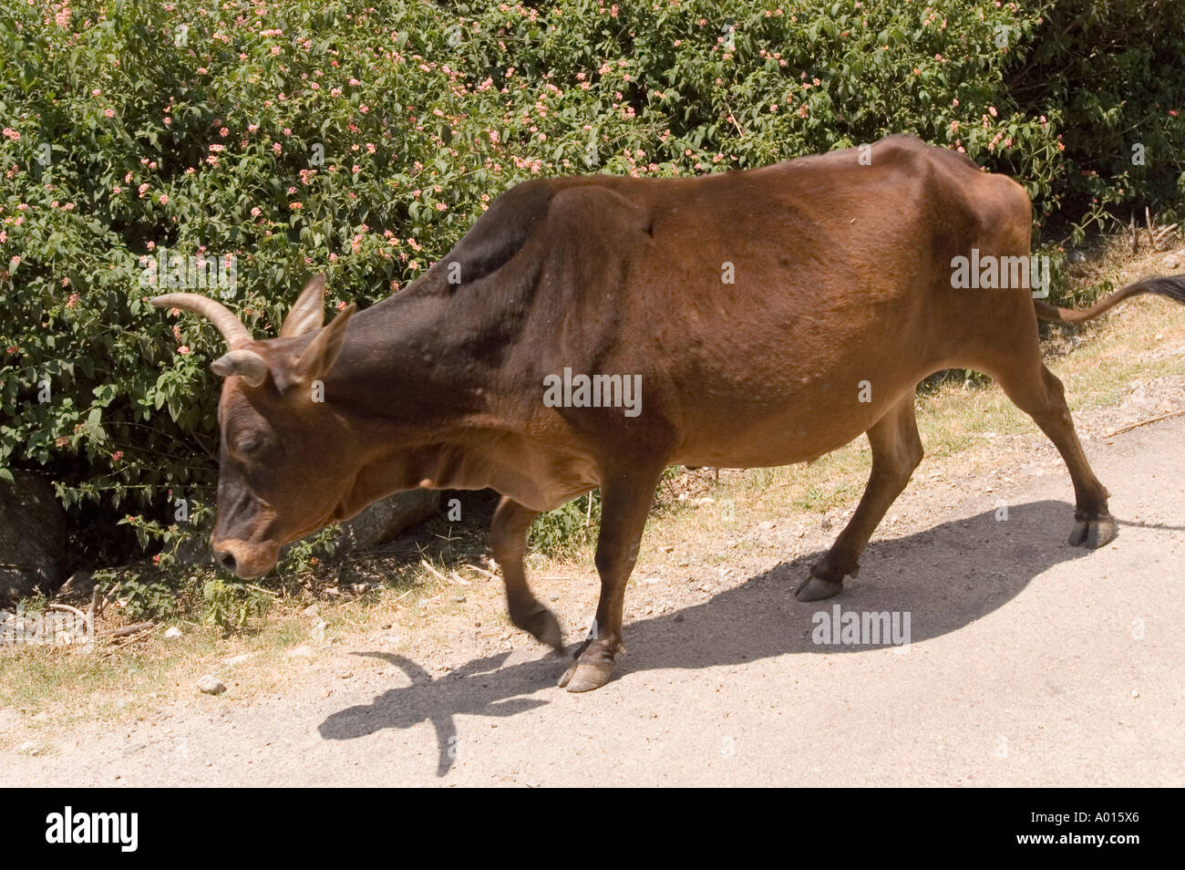 Alone bull with long horns and shadow walking on the road Himachal ...