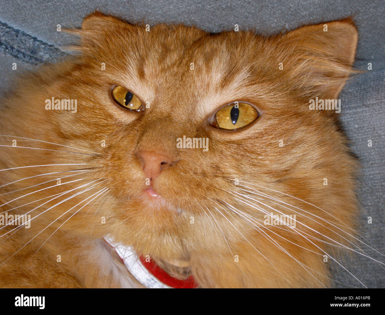 Cat under pressure hi-res stock photography and images - Alamy