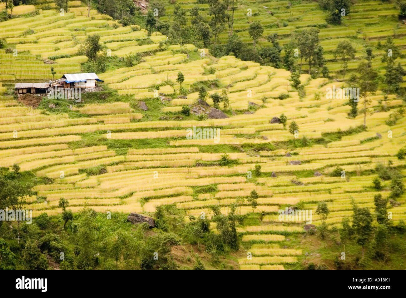 Yellow barley terrace fields near Gangtok Sikkim India Stock Photo - Alamy