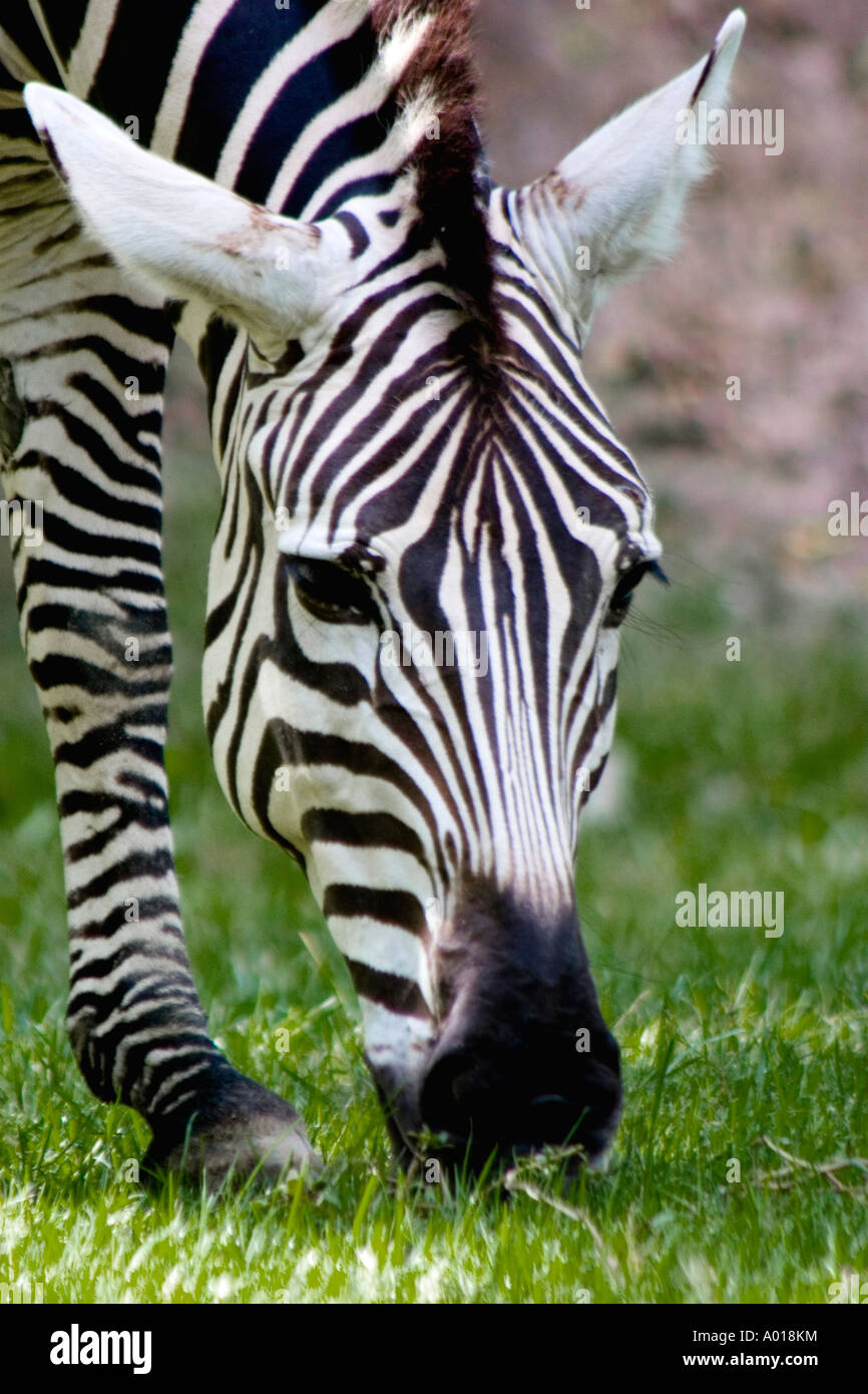 Zebra ears hi-res stock photography and images - Alamy