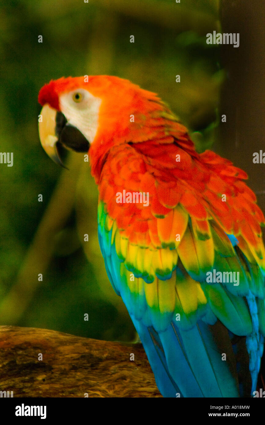 Scarlet macaw ara macao parrot hi-res stock photography and images - Alamy