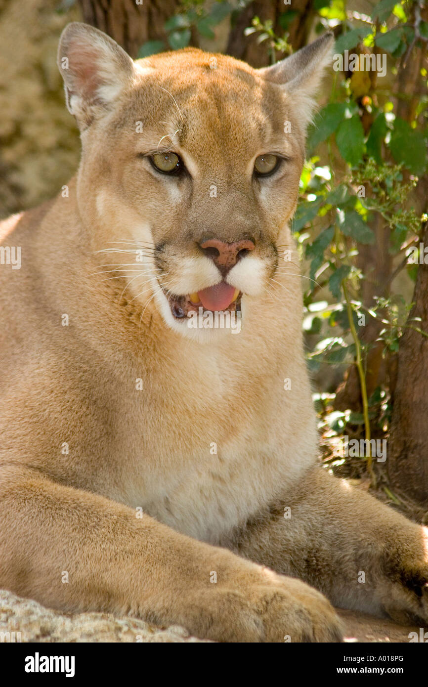 Close up elusive mountain lion hi-res stock photography and images - Alamy