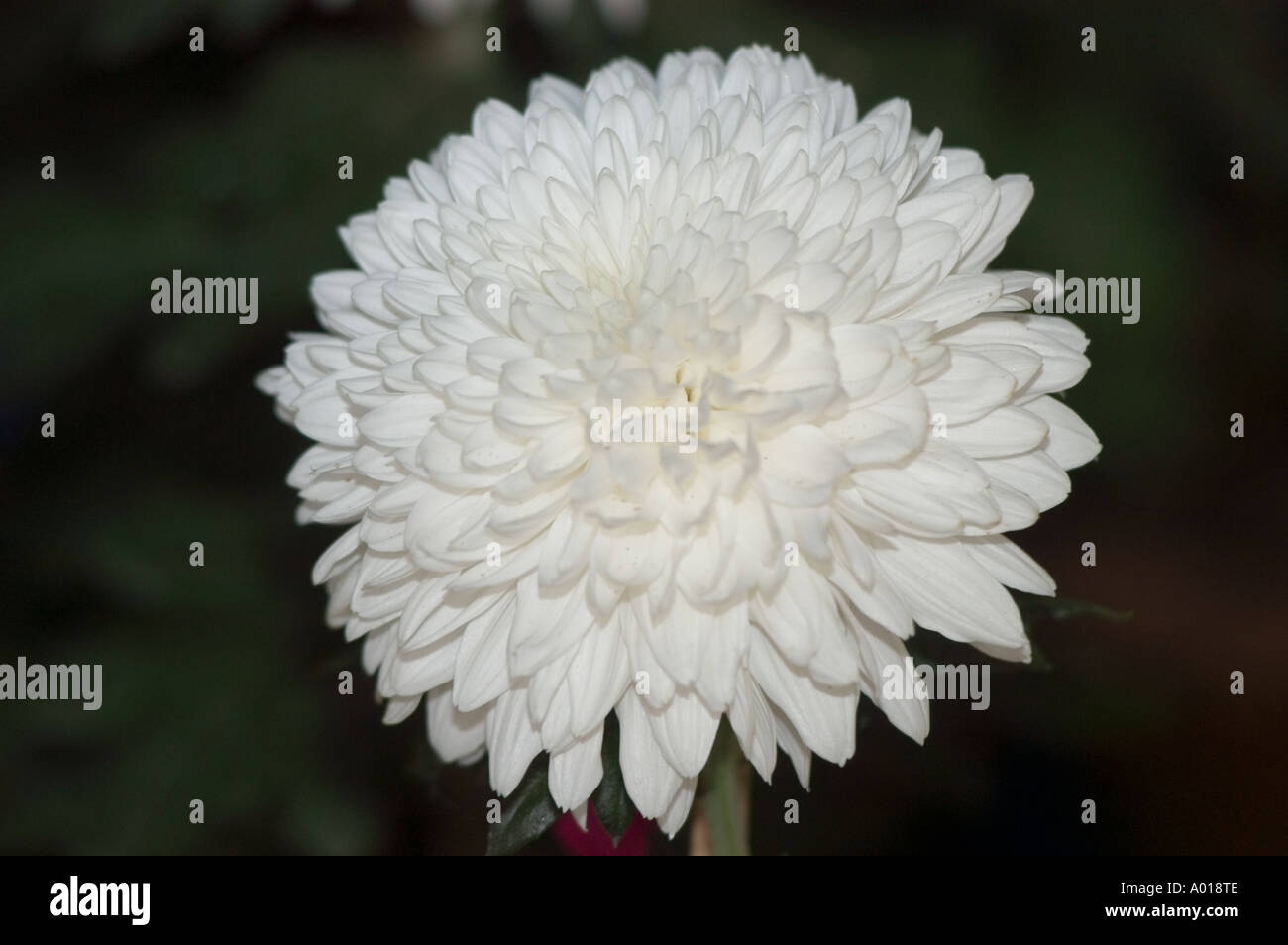 White Chamanthi Flower | informacionpublica.svet.gob.gt