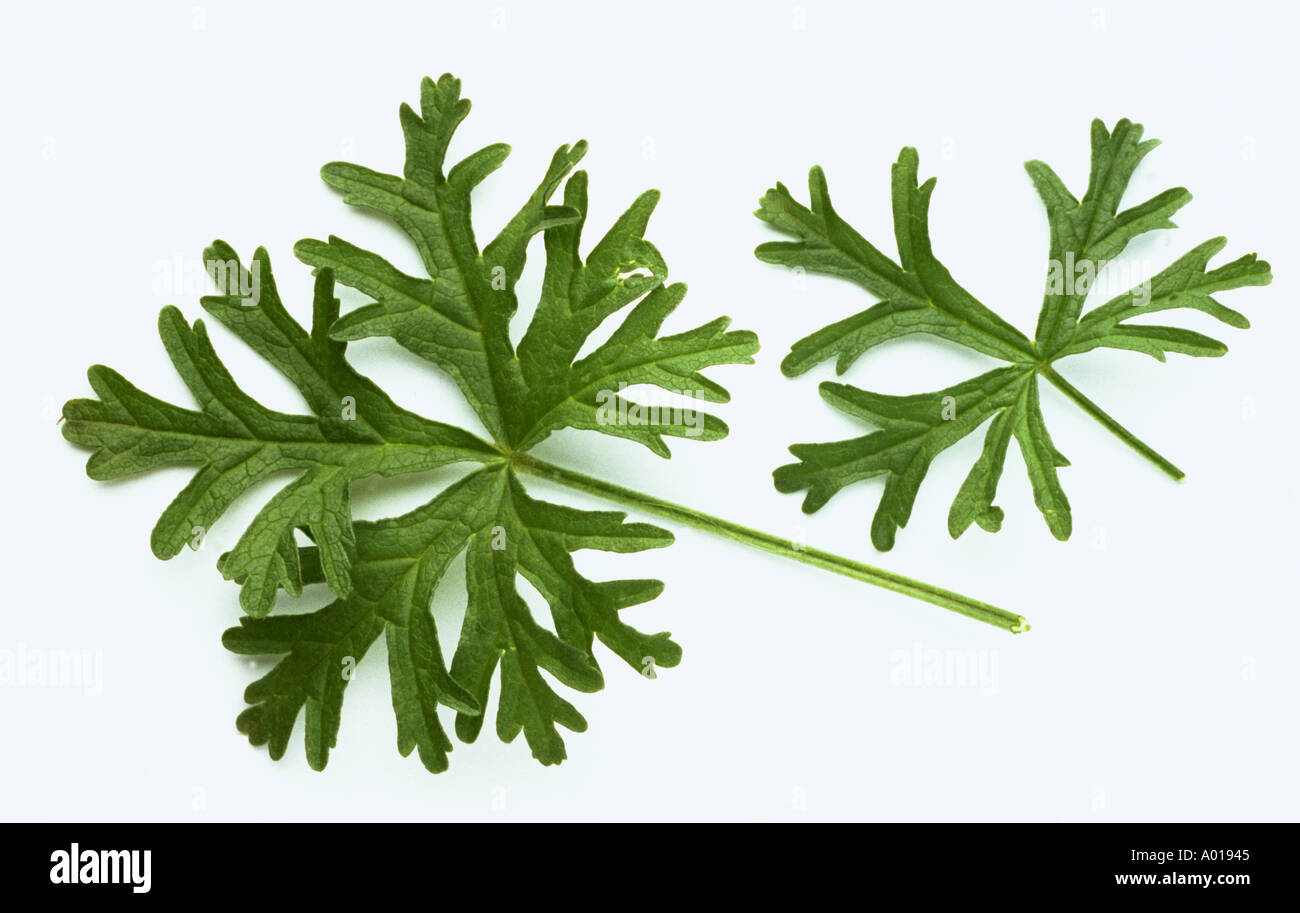 Leaves of malva moschata musk mallow medicinal plant Stock Photo - Alamy