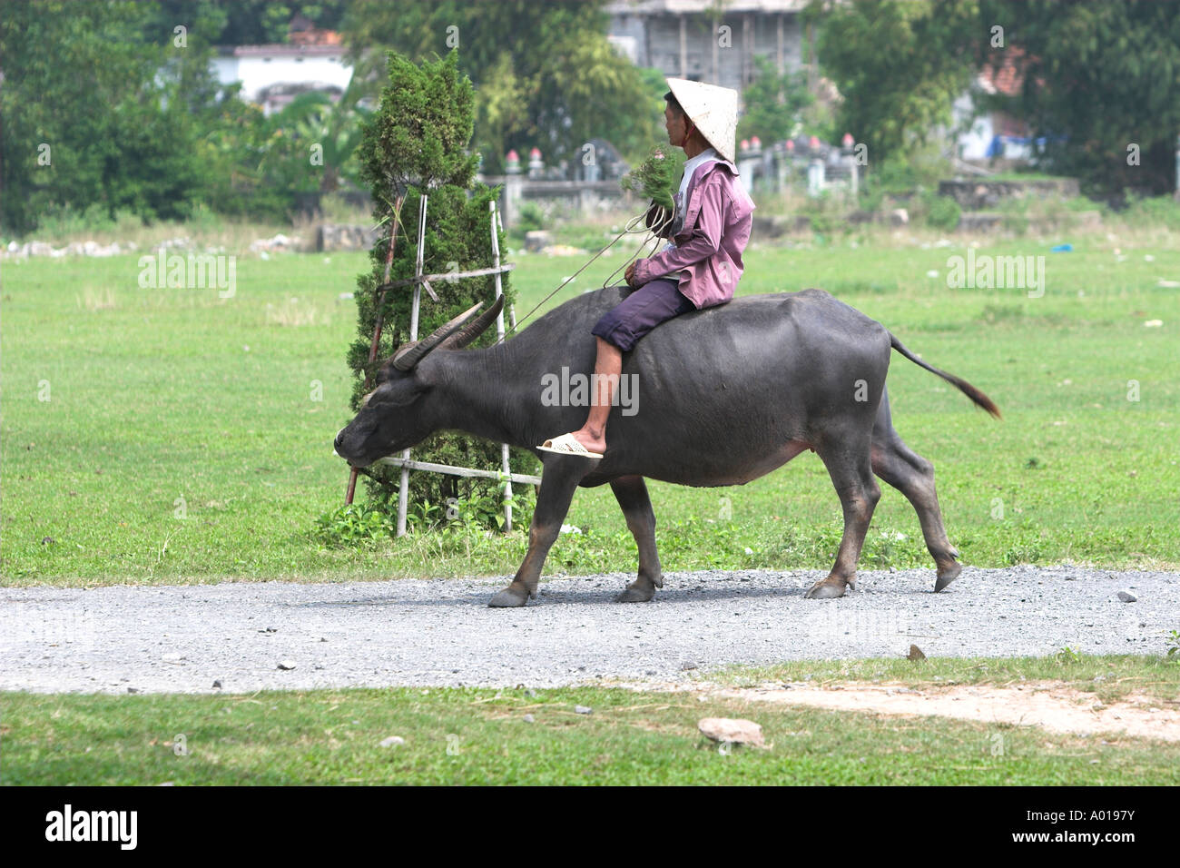 Buffalo riding hi-res stock photography and images - Alamy