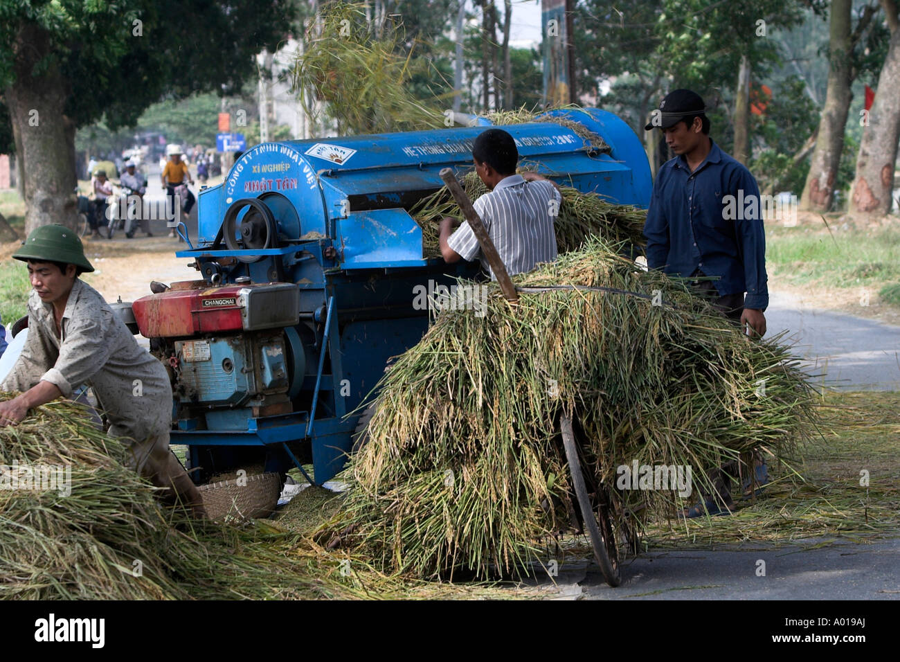 Threshing rice crops hi-res stock photography and images - Alamy