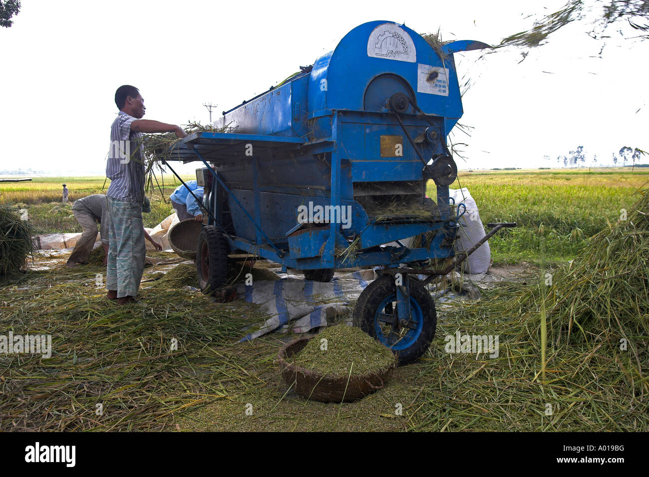 Rice Thresher Design